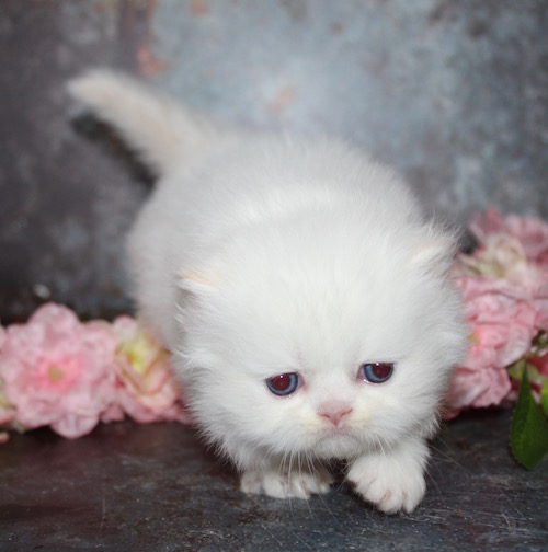 kitten-aa – High Desert Persians