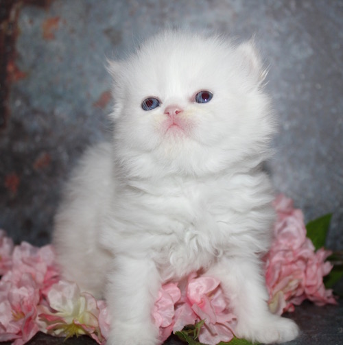 kitten-aa – High Desert Persians