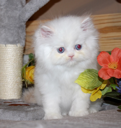 kitten-aa – High Desert Persians