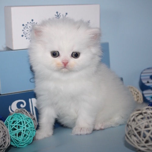 Kittens – High Desert Persians